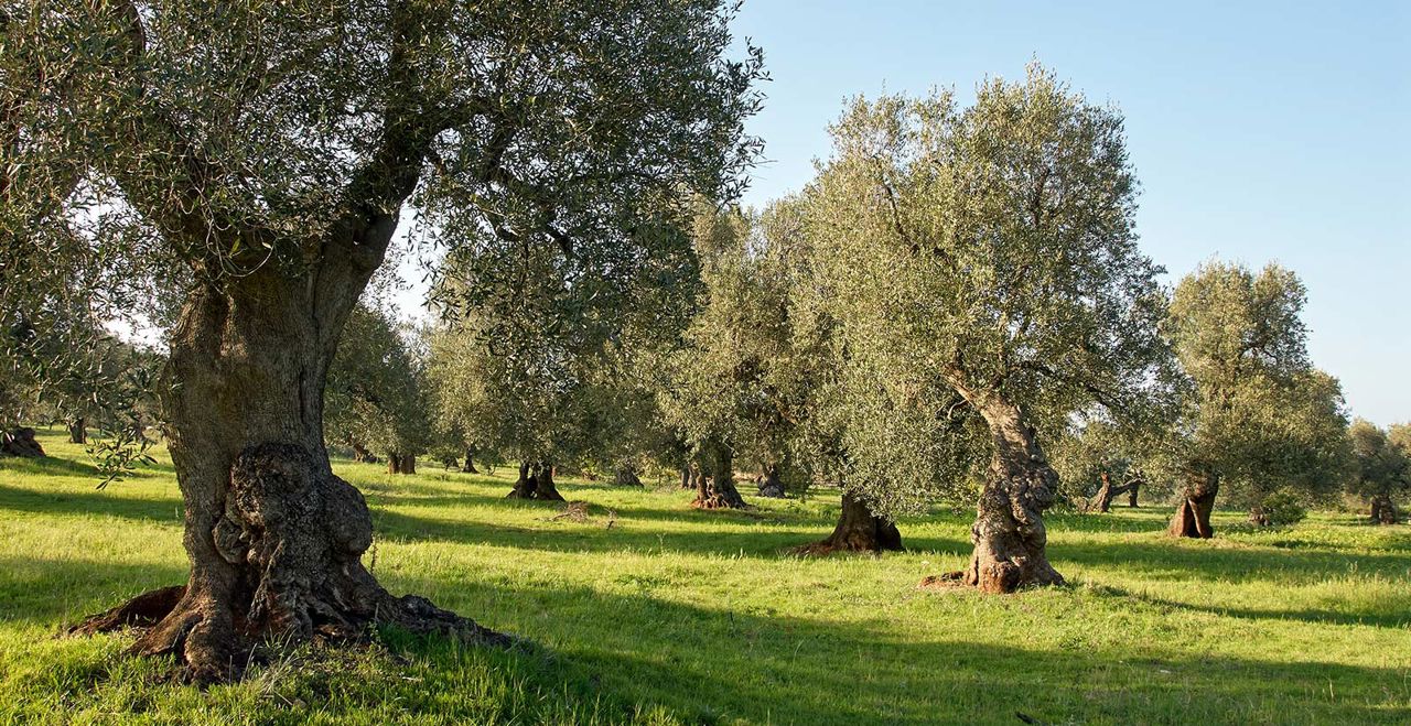 Discover project Adopt an olive tree of Masseria Il Frantoio in Ostuni